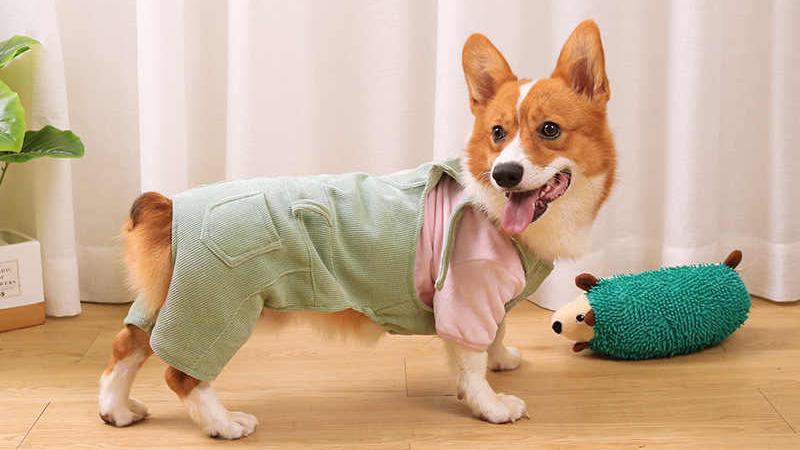 Những lợi ích khi mặc quần áo cho chó mèo